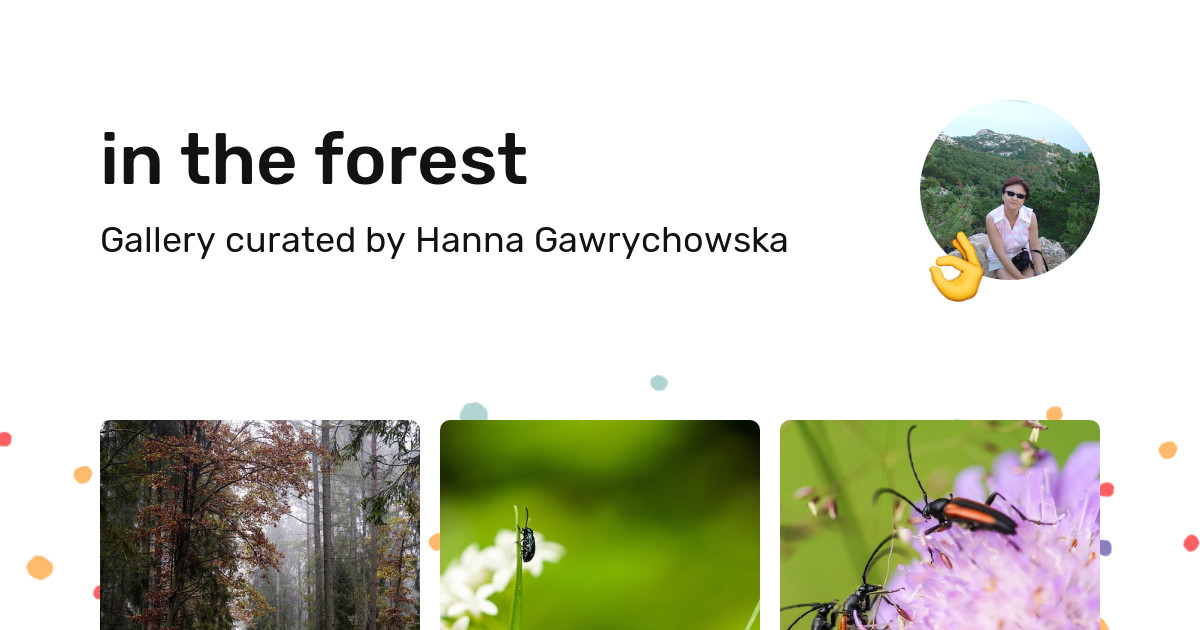 in the forest - Tookapic